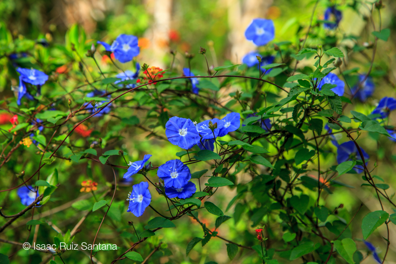 blue tropical flowers – Conoce a Puerto Rico